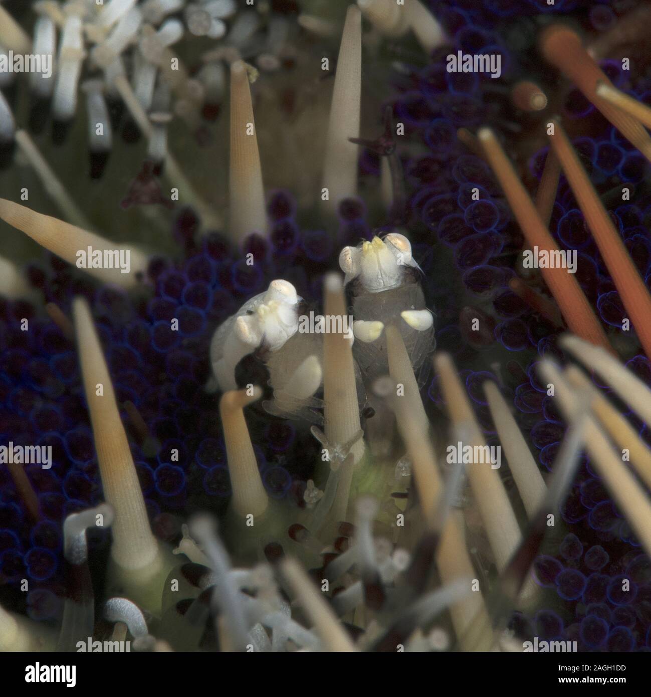 Urchin Bumblebee Shrimp (Gnathophylloides mineri) from Ambon, Indonesia ...