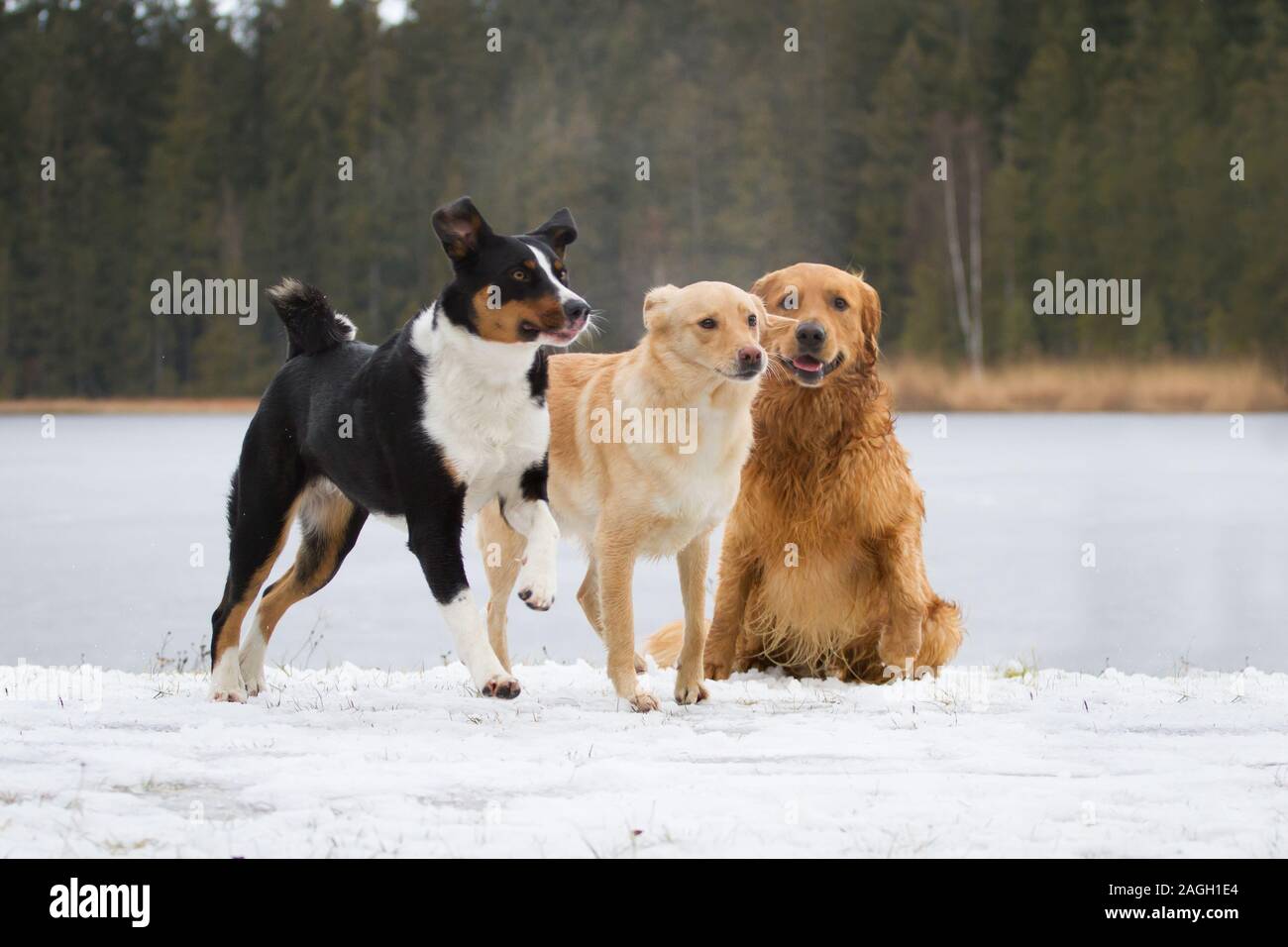 Group of dogs mix hi-res stock photography and images - Alamy