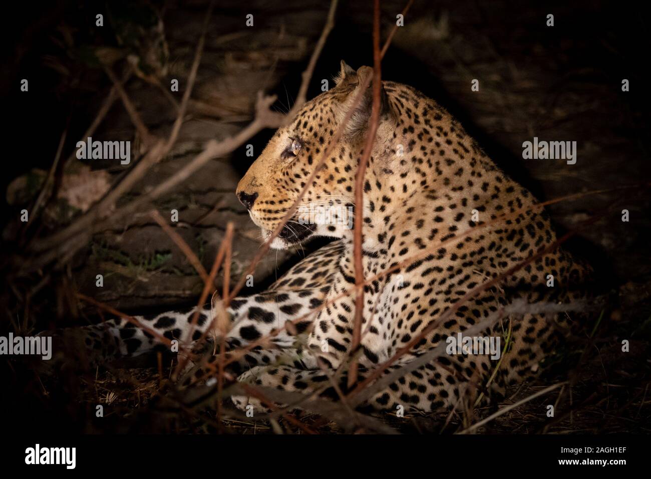 Dark night preserve hi-res stock photography and images - Alamy