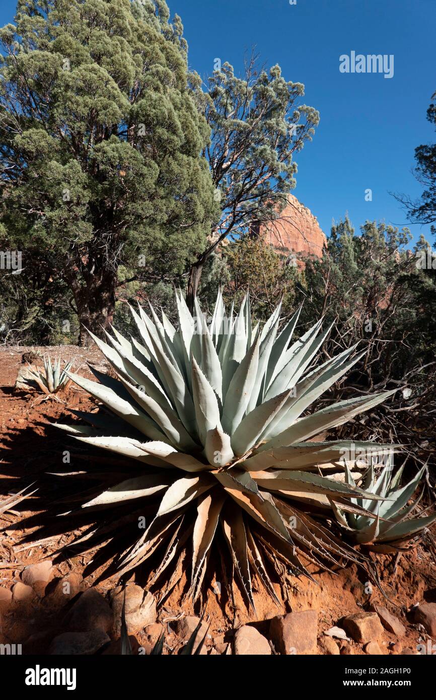 Desert agave hi-res stock photography and images - Alamy