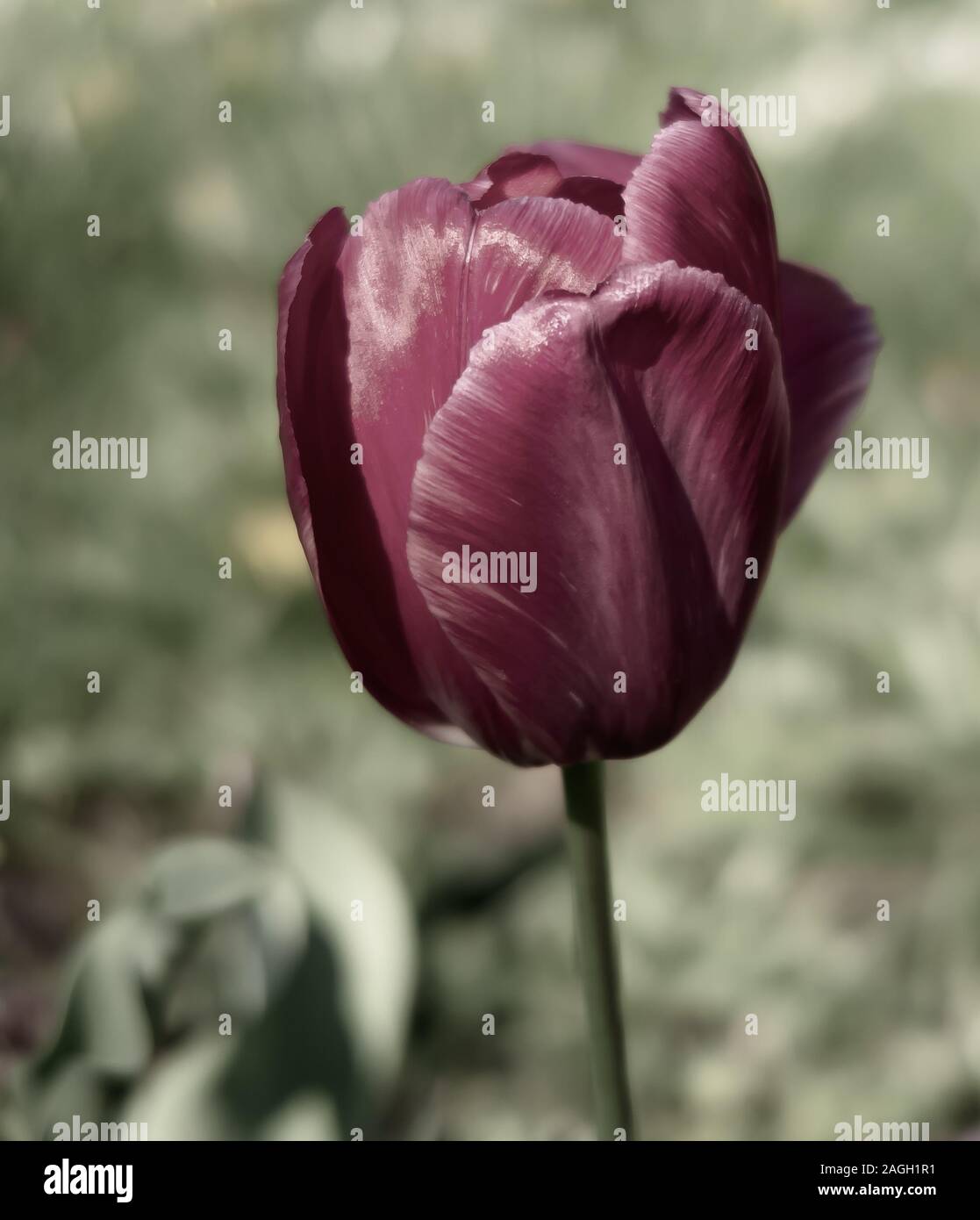Dark red tulip hi-res stock photography and images - Alamy