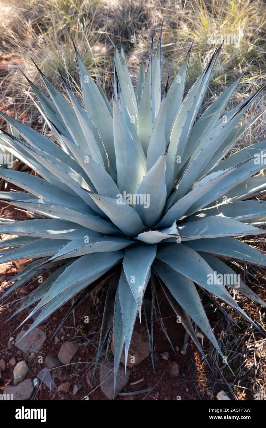 Agave tip hi-res stock photography and images - Alamy