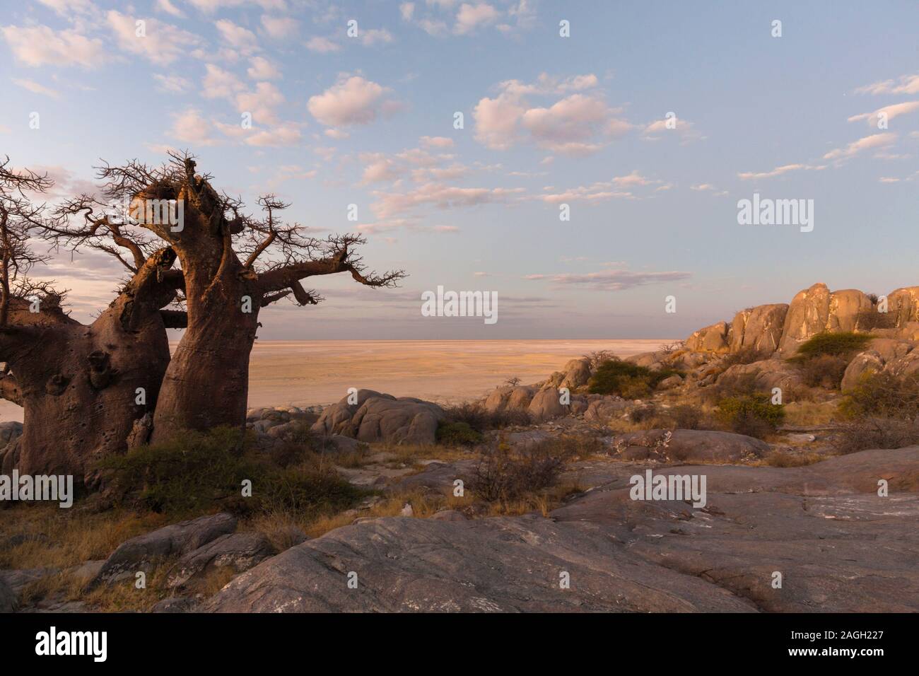 Large Baobab tree at Kubu Island Stock Photo - Alamy