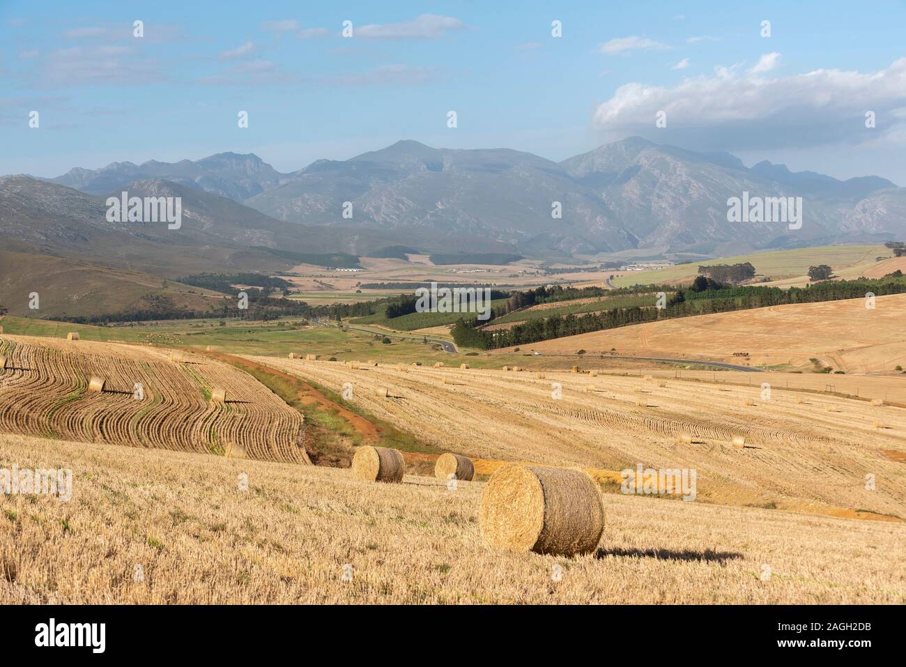Caledon, Western Cape, South Africa. December 2019. Harvest time in the ...