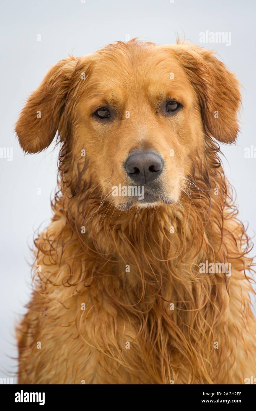 Dark golden retriever hi-res stock photography and images - Alamy