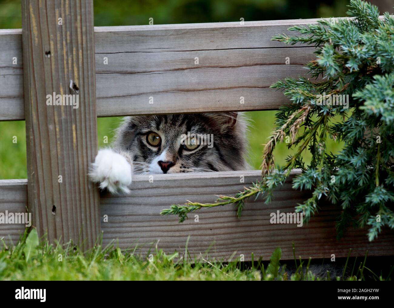 Norwegian forest cat paw hi-res stock photography and images - Alamy