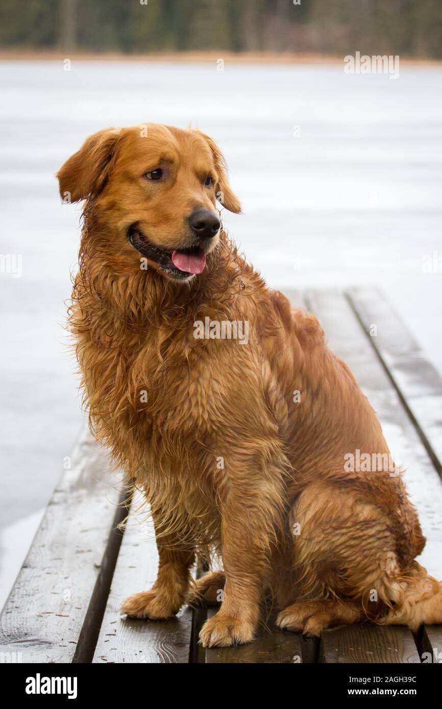 Golden Retriever dog sitting on a jetty Stock Photo - Alamy