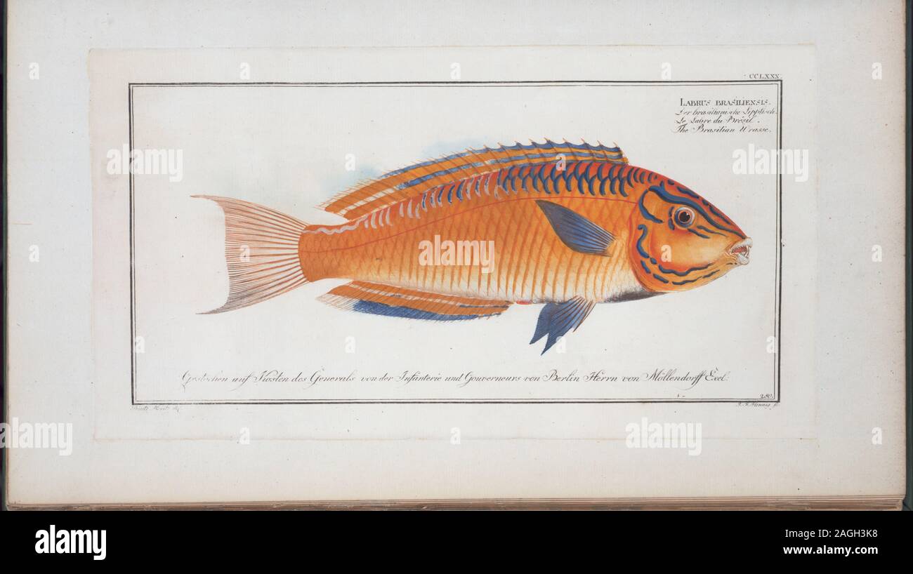 Labrus brasiliensis hi-res stock photography and images - Alamy