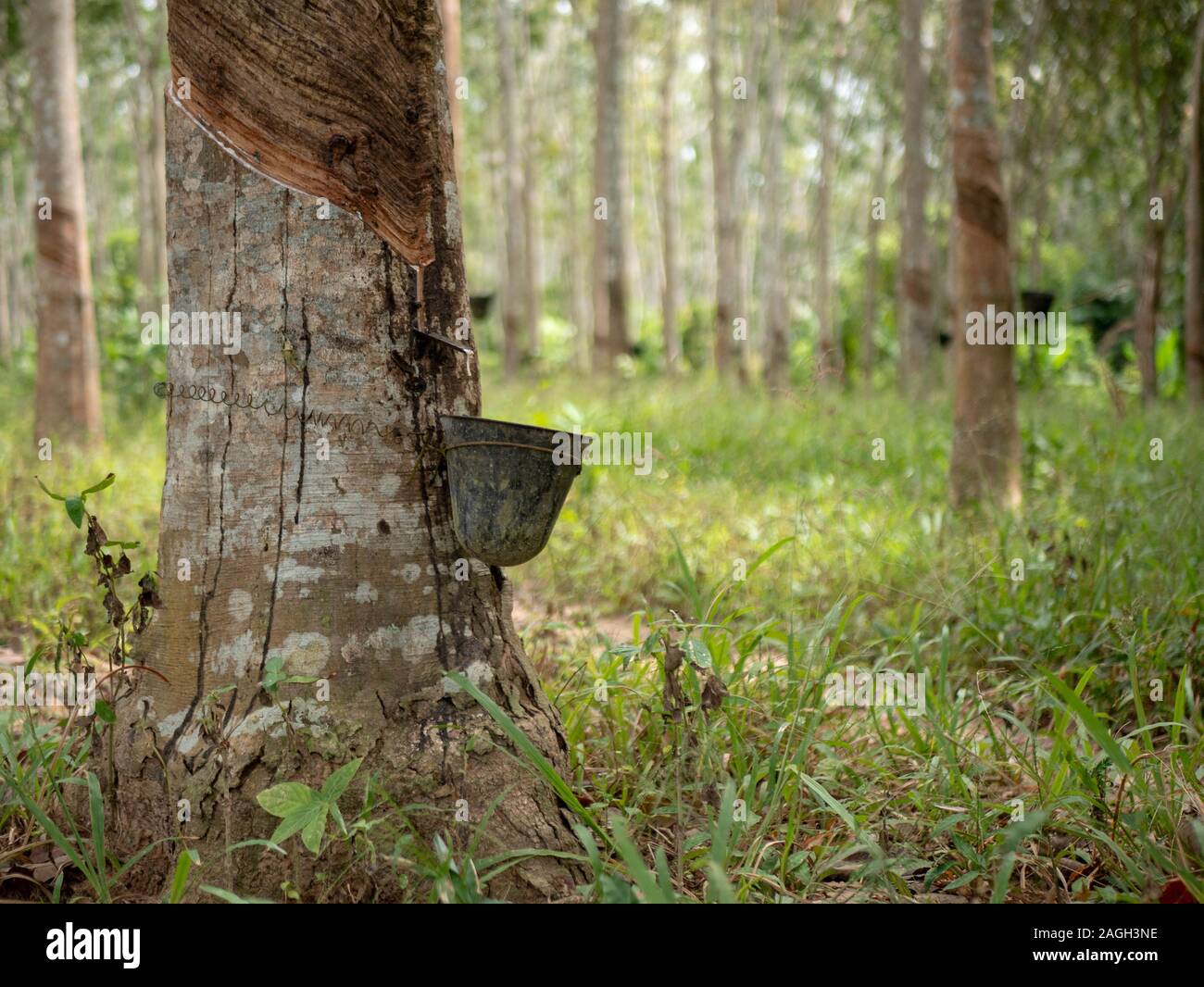 latex collection rubber tree Stock Photo - Alamy