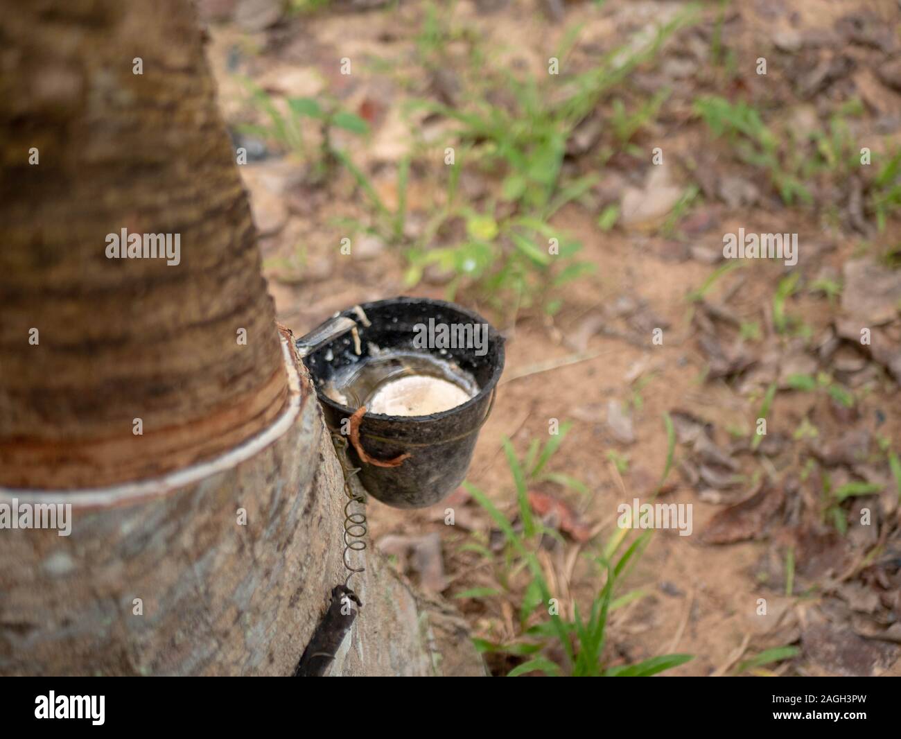 latex collection rubber tree Stock Photo - Alamy
