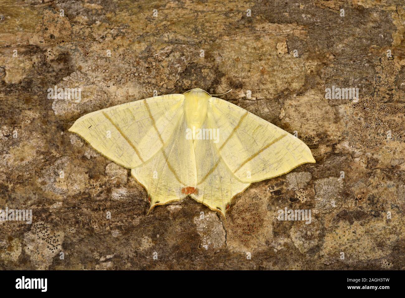 Swallow tailed moth hi-res stock photography and images - Alamy
