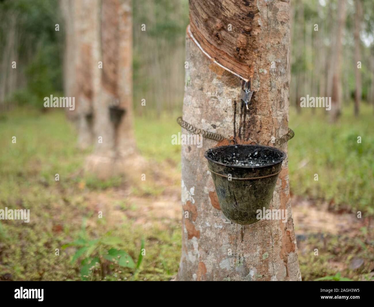 latex collection rubber tree Stock Photo - Alamy
