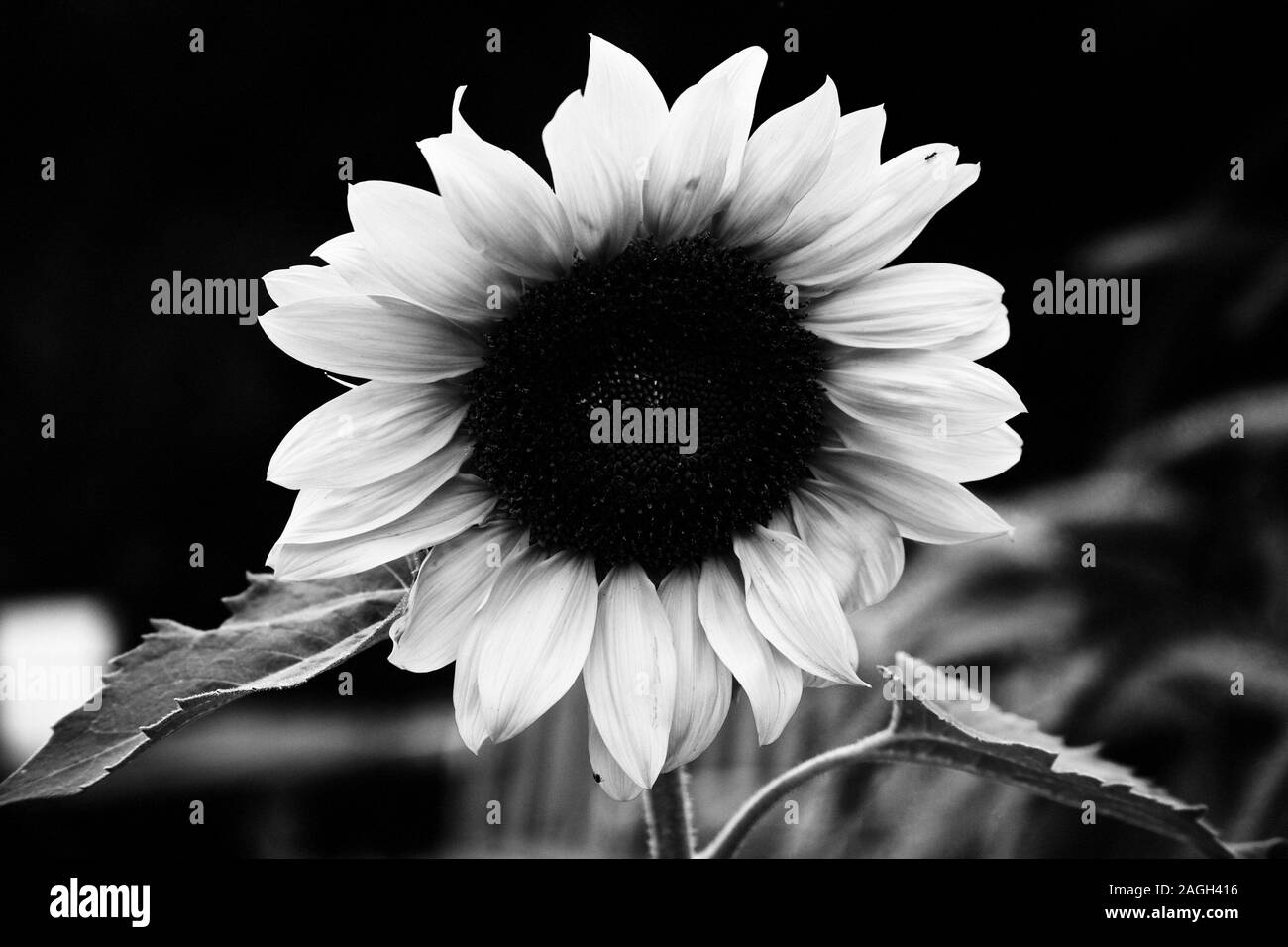 Greyscale closeup of a sunflower with large leaves in a garden with a ...