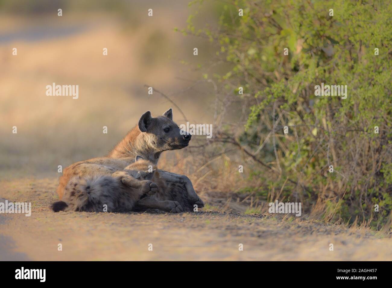 Spotted hyenas lion hi-res stock photography and images - Alamy