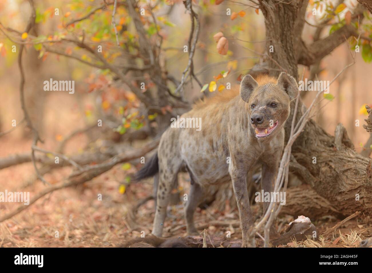 Prey hunting hyenas hi-res stock photography and images - Alamy