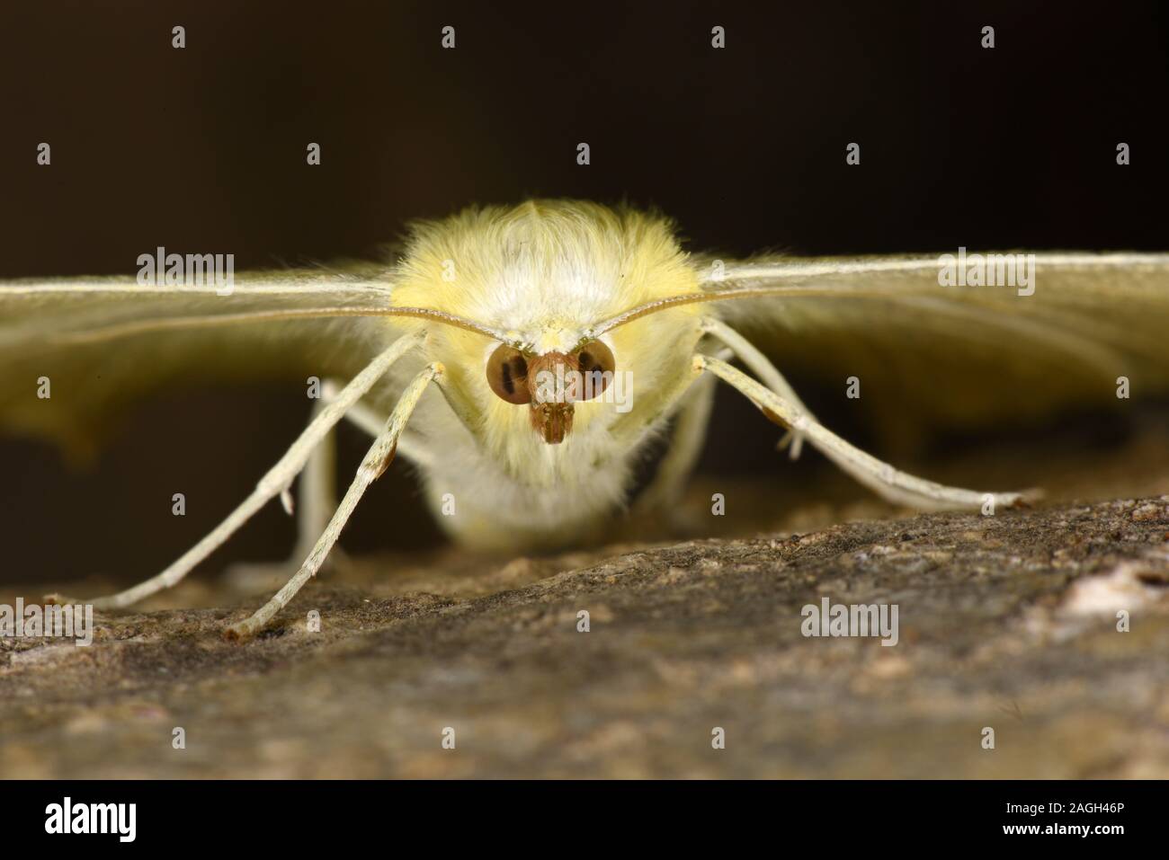 Swallow tailed moth hi-res stock photography and images - Alamy