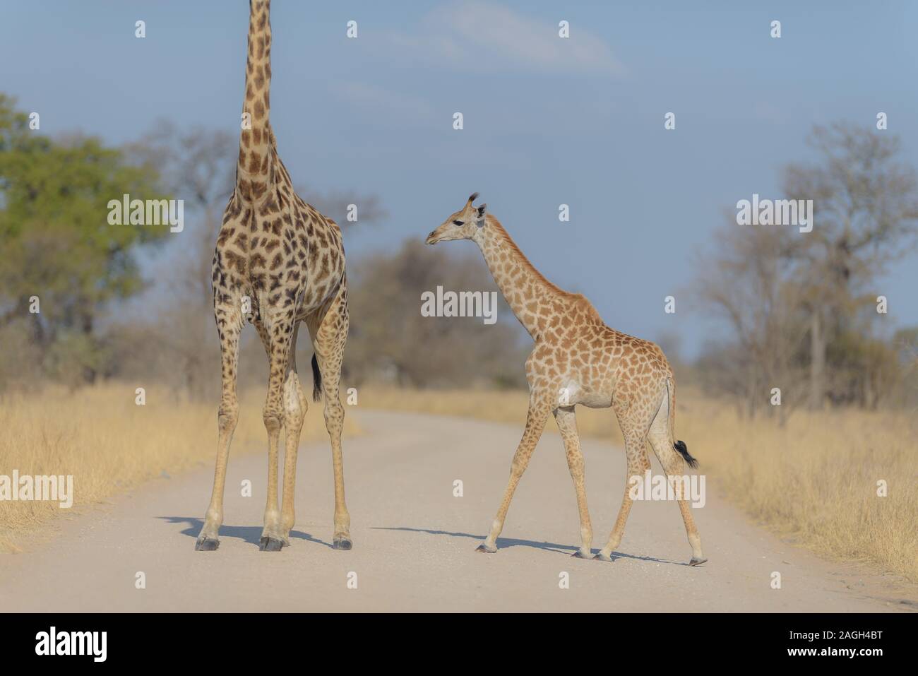 Video Of Baby Giraffe Walking at Rosa Pierce blog