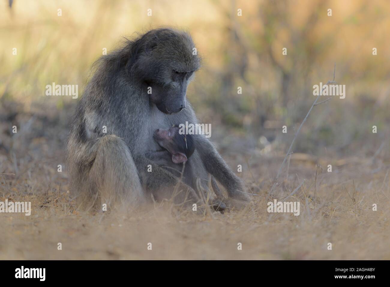 Baboon sleeping hi-res stock photography and images - Alamy