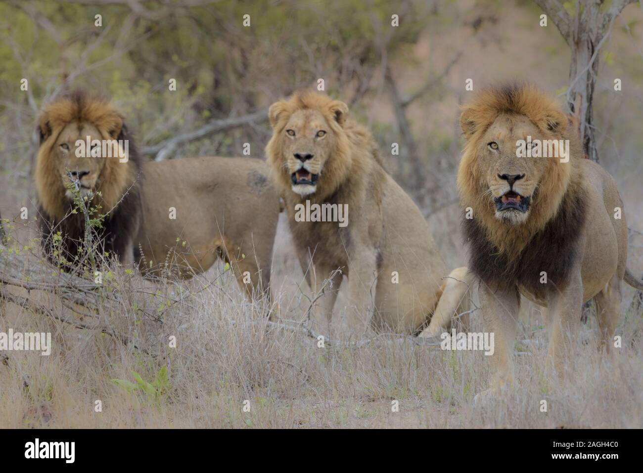Selective focus shot of three lions sitting near each other while ...
