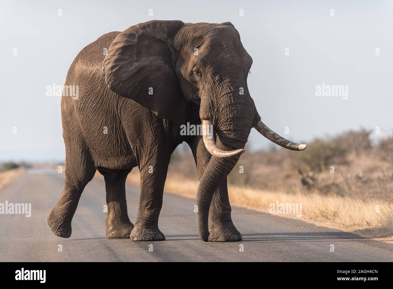 Large asian elephant walking on the road hi-res stock photography and ...
