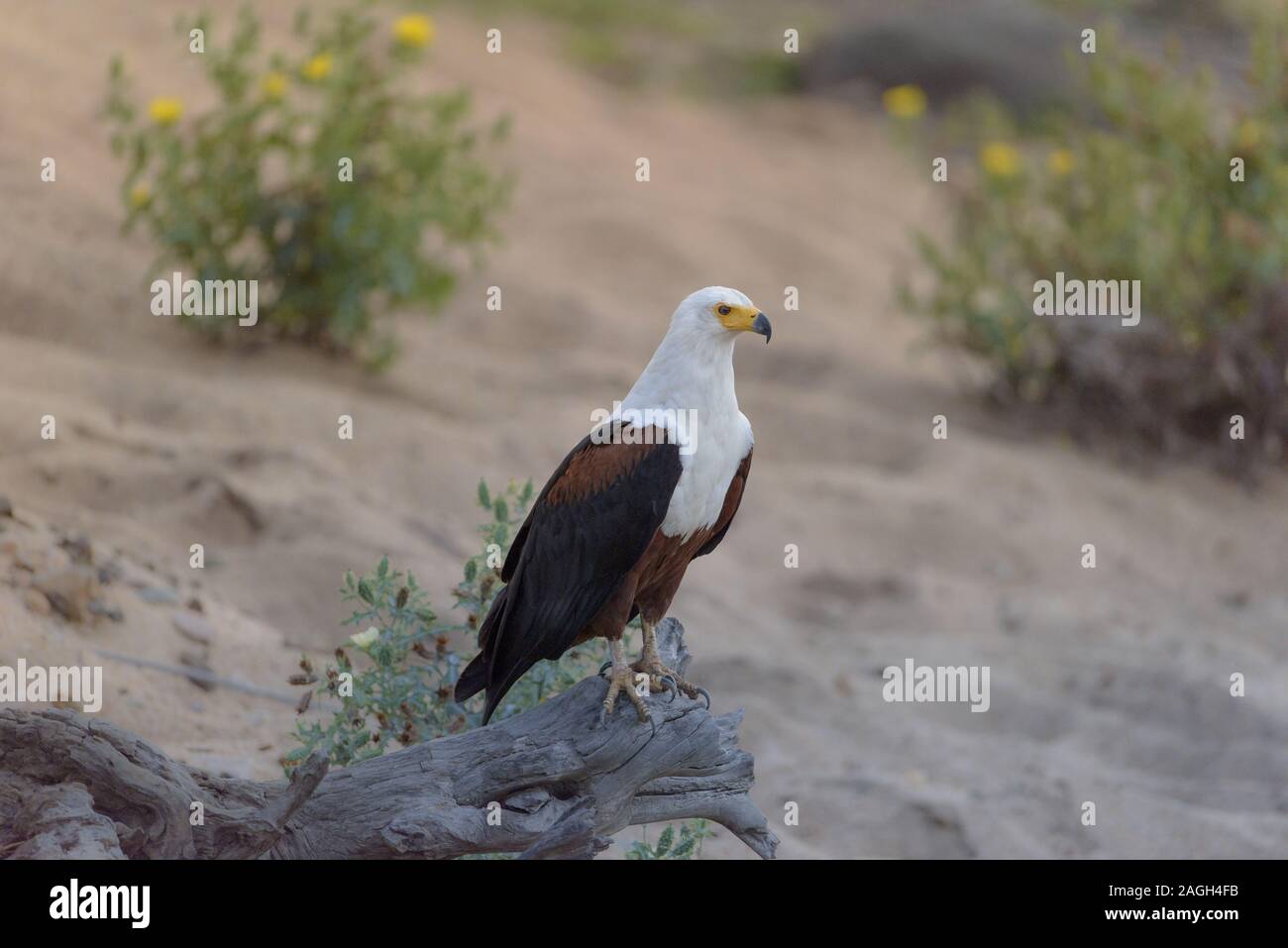 American eagle broken hi-res stock photography and images - Alamy