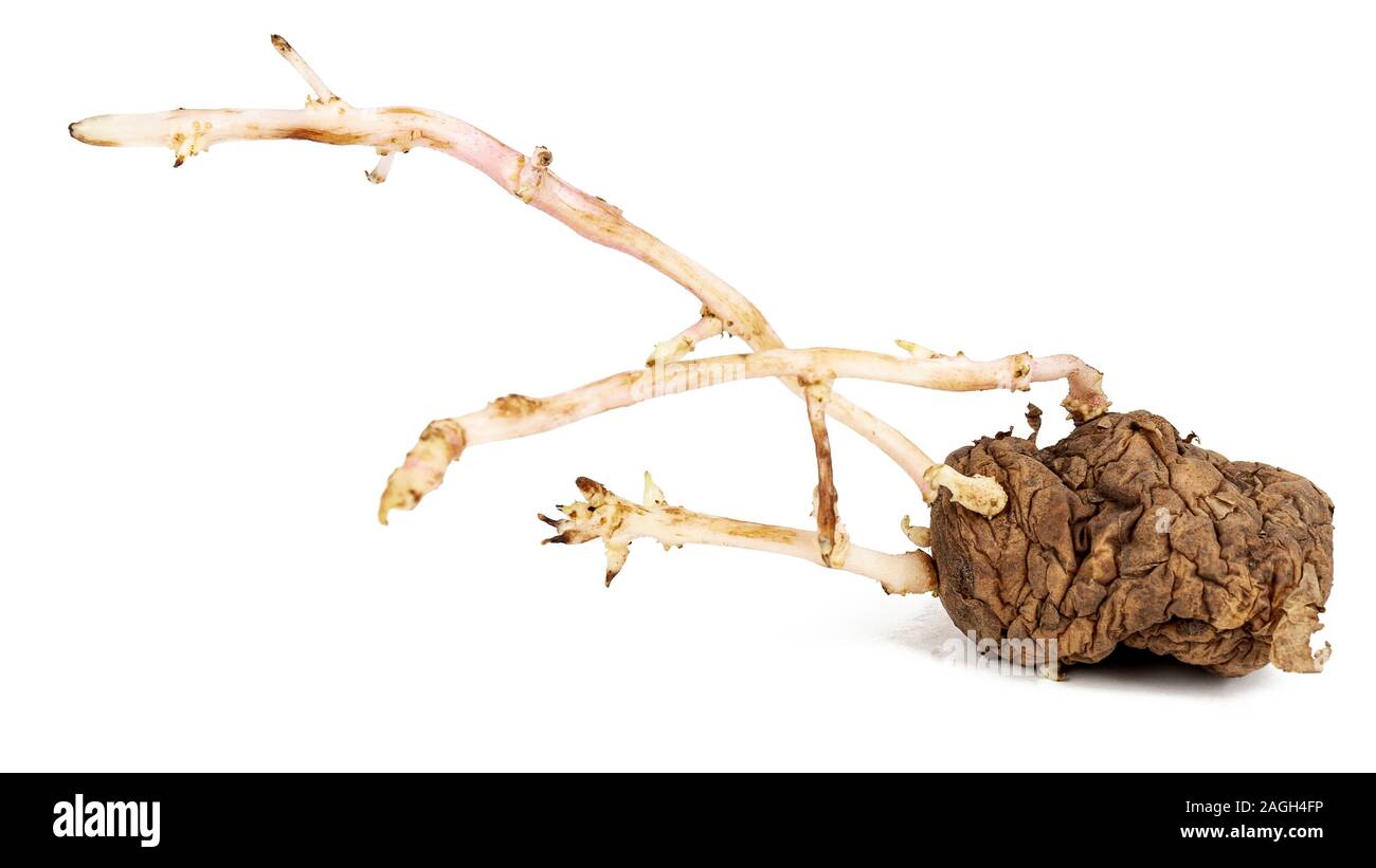 Old germinated yellow potato isolated on white background. Big sprouts ...
