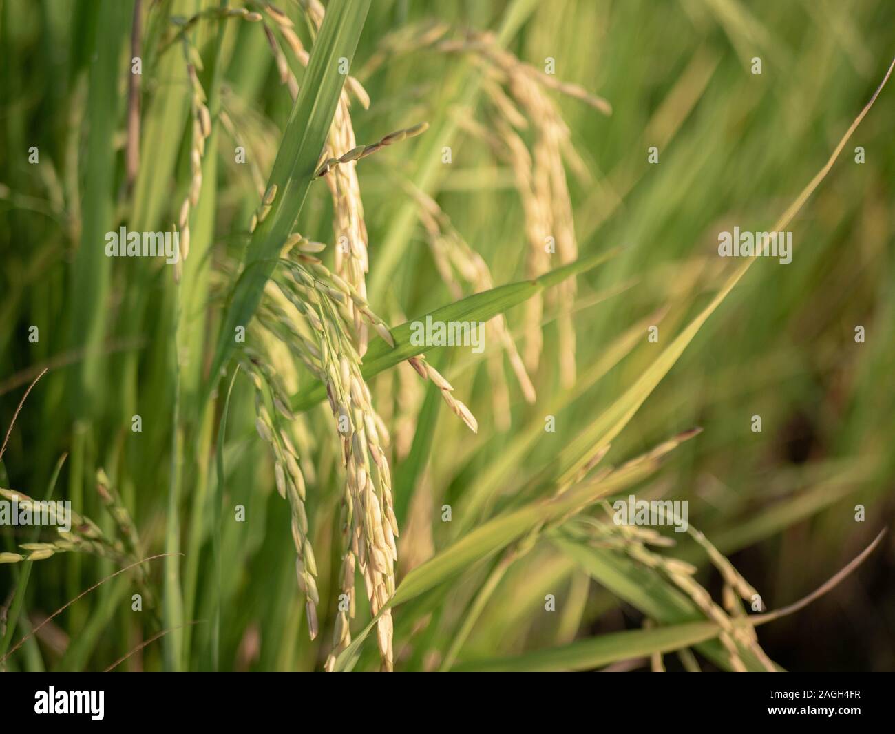 Rice field. Closeup of yellow paddy rice field with green leaf and ...