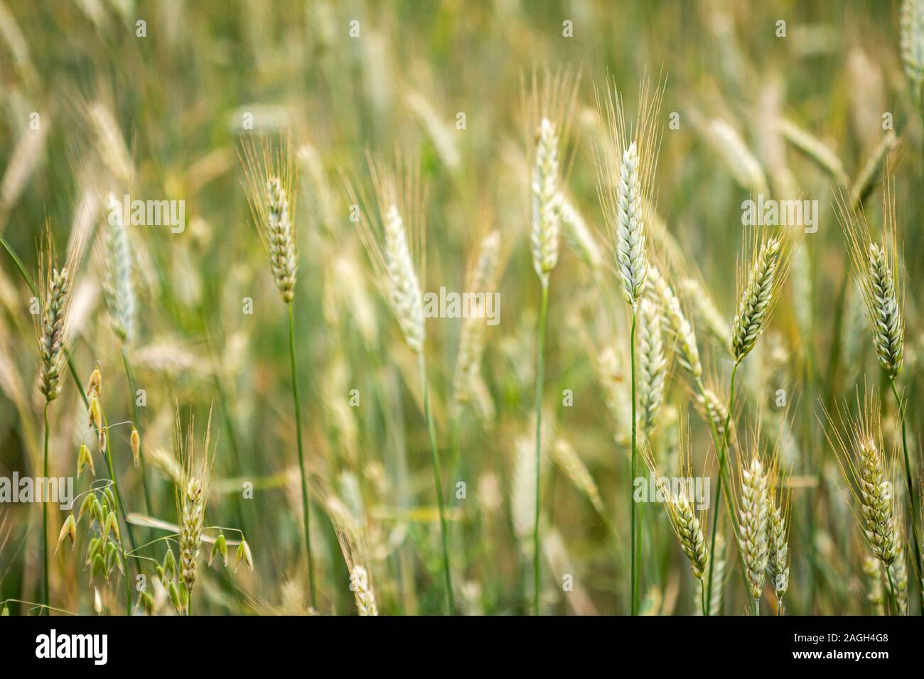 Shot dry wheat field agriculture hi-res stock photography and images ...