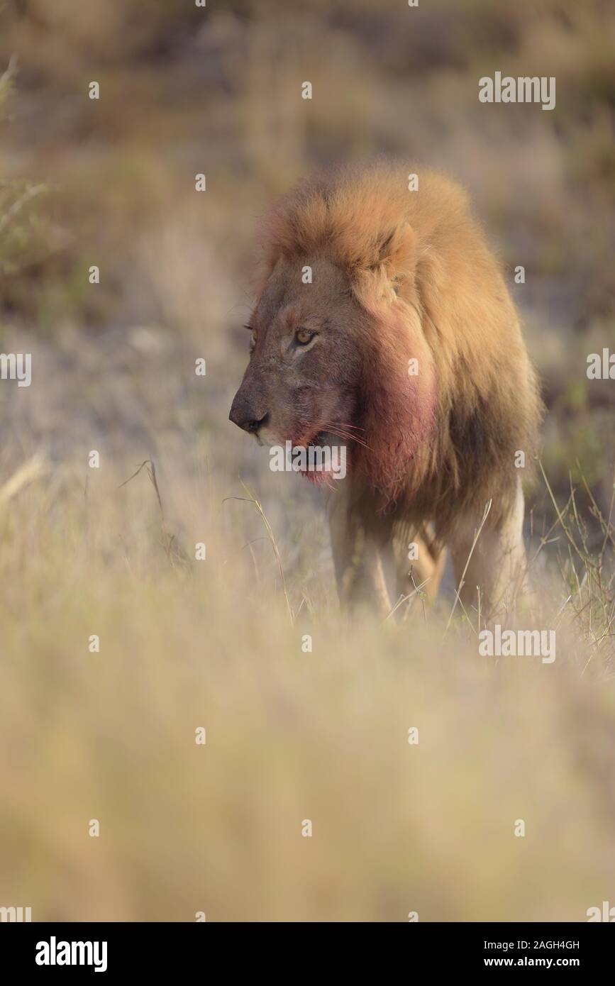 Male lion eating kill bloody hi-res stock photography and images - Alamy