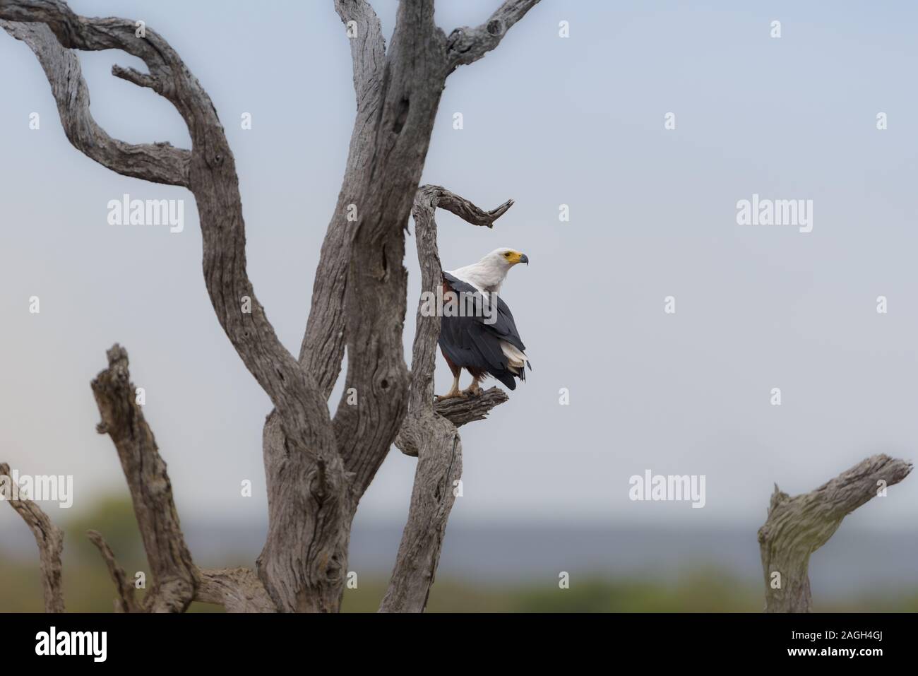 Bald eagle standing on a tree while looking behind Stock Photo - Alamy