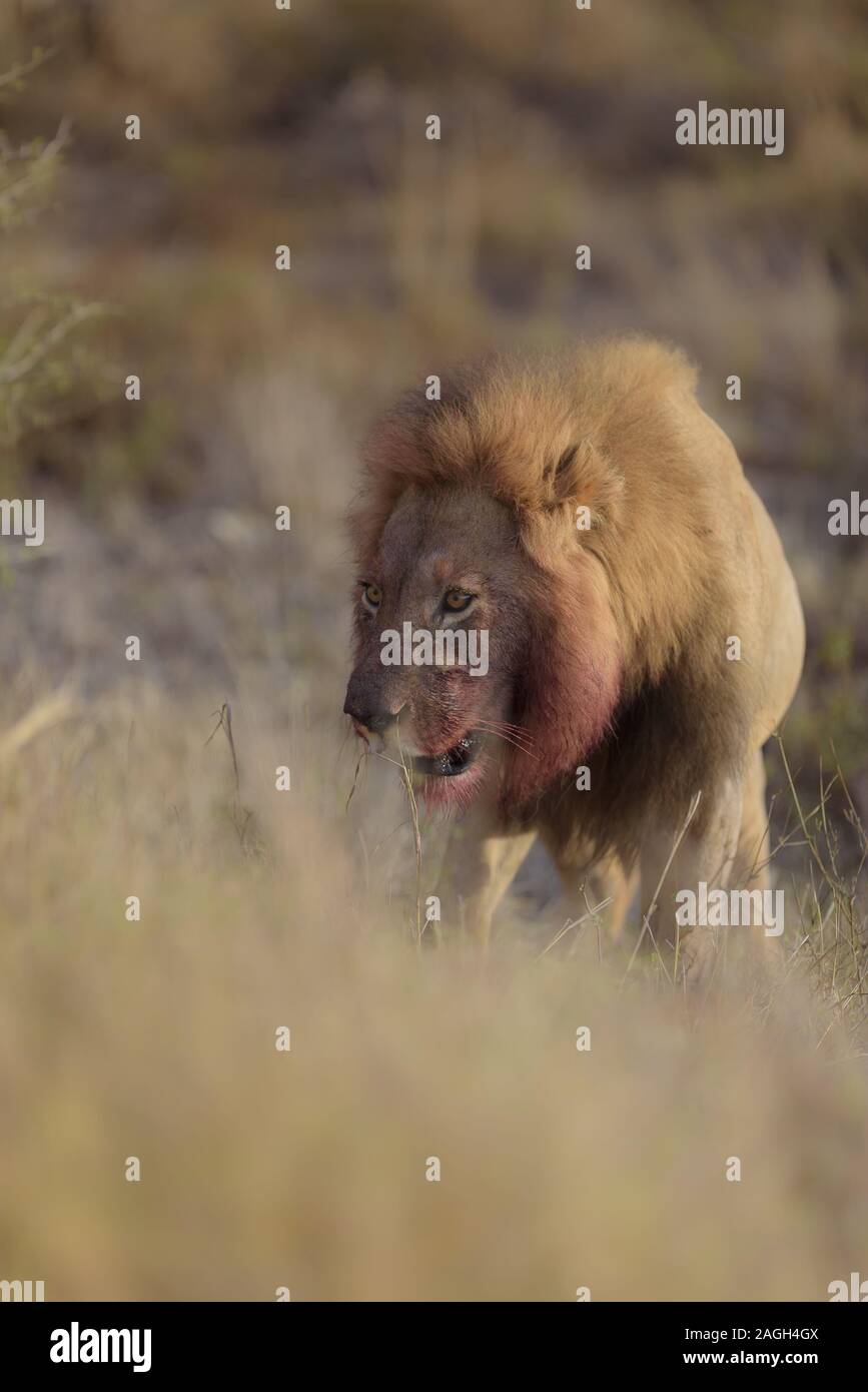 Vertical shot of a lion with blood on its face Stock Photo - Alamy