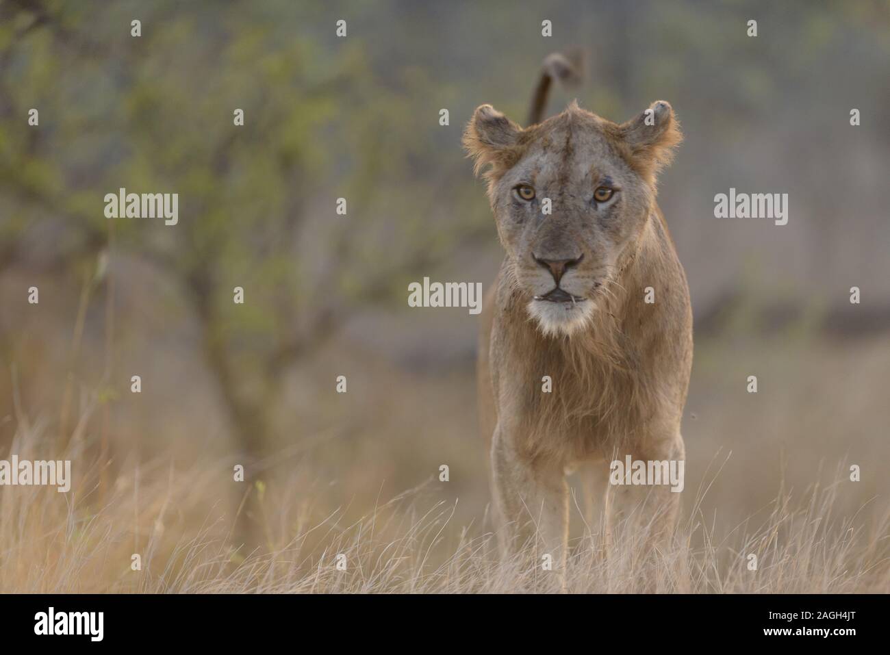 Lioness looking straight hi-res stock photography and images - Alamy