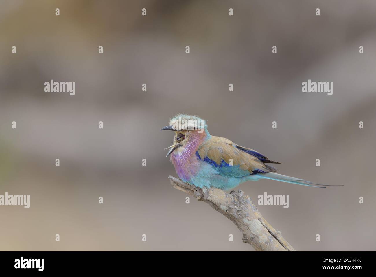 Roller bird baby hi-res stock photography and images - Alamy