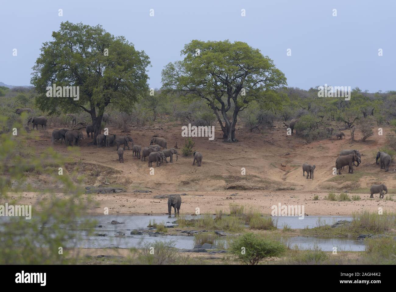 Elephants walk up hill hi-res stock photography and images - Alamy