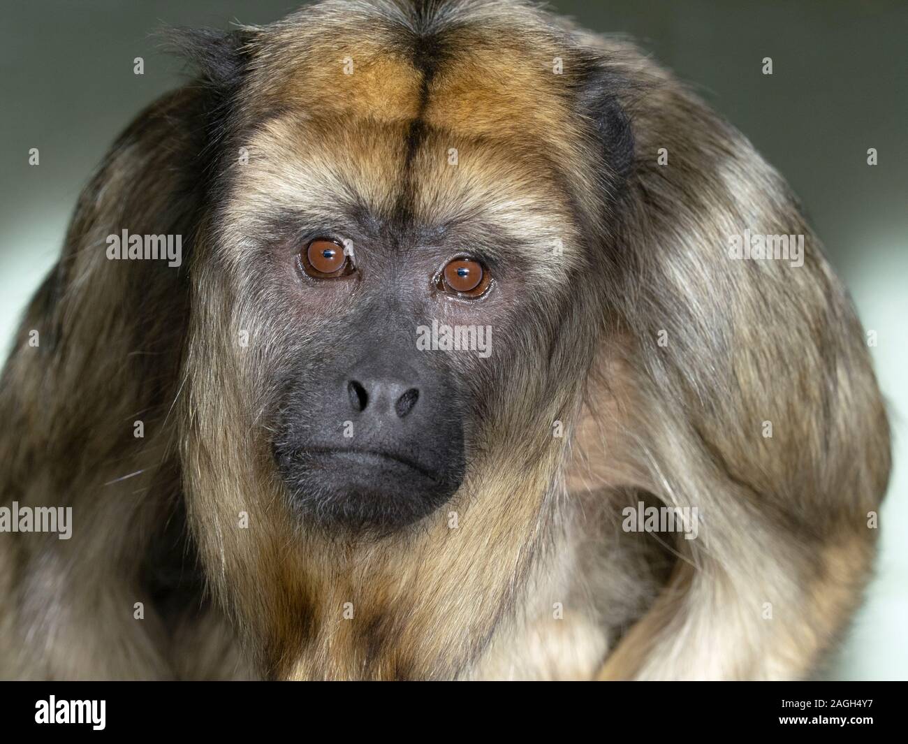 Female black and gold howler monkey alouatta caraya hi-res stock ...