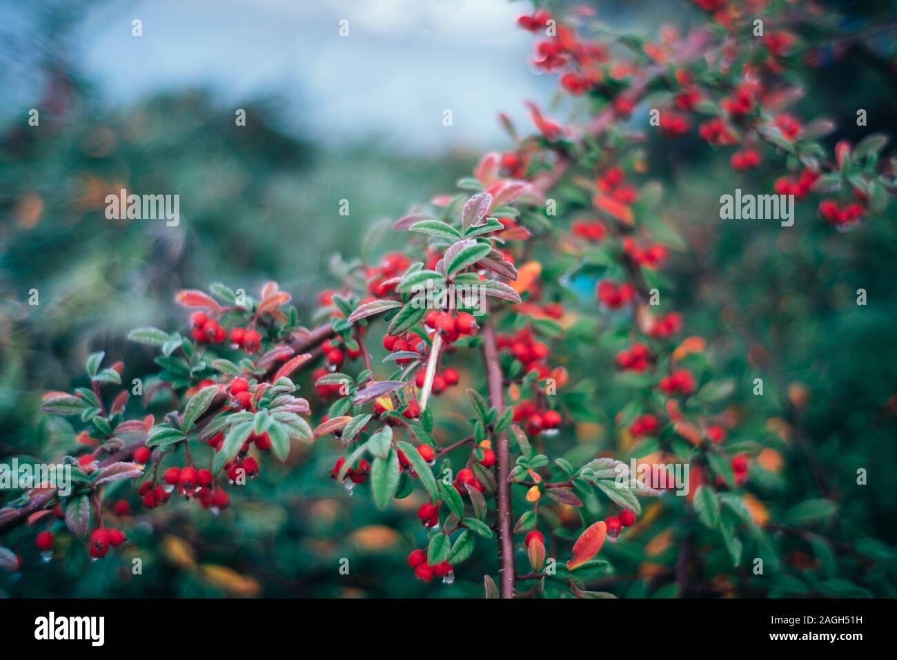 Frozen tree with blurry background Stock Photo - Alamy