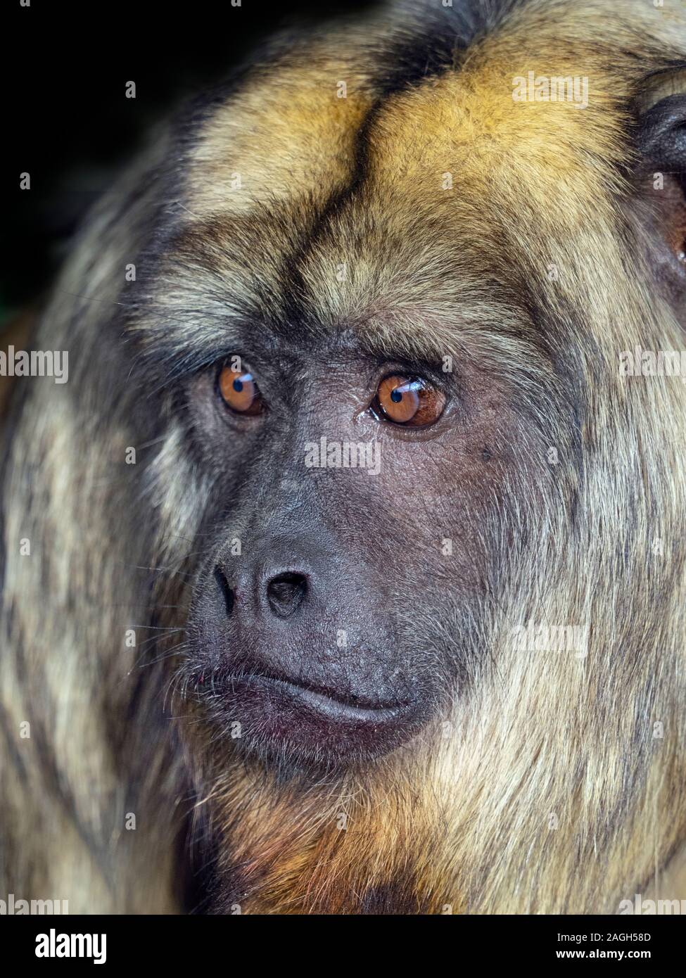 Black howler Alouatta caraya also known as black-and-gold howler ...