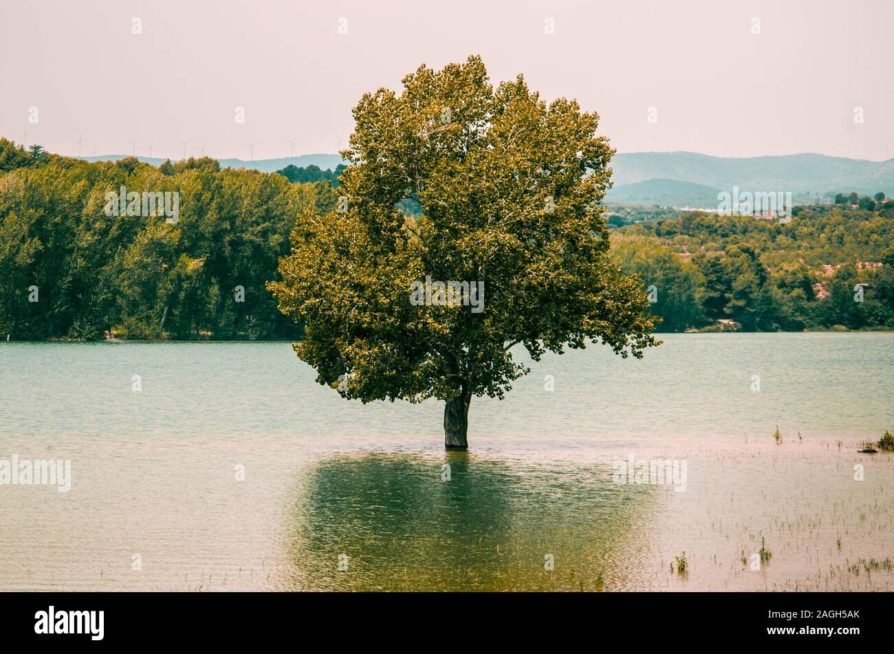Beautiful tree growing inside the lake and reflected in the water Stock ...