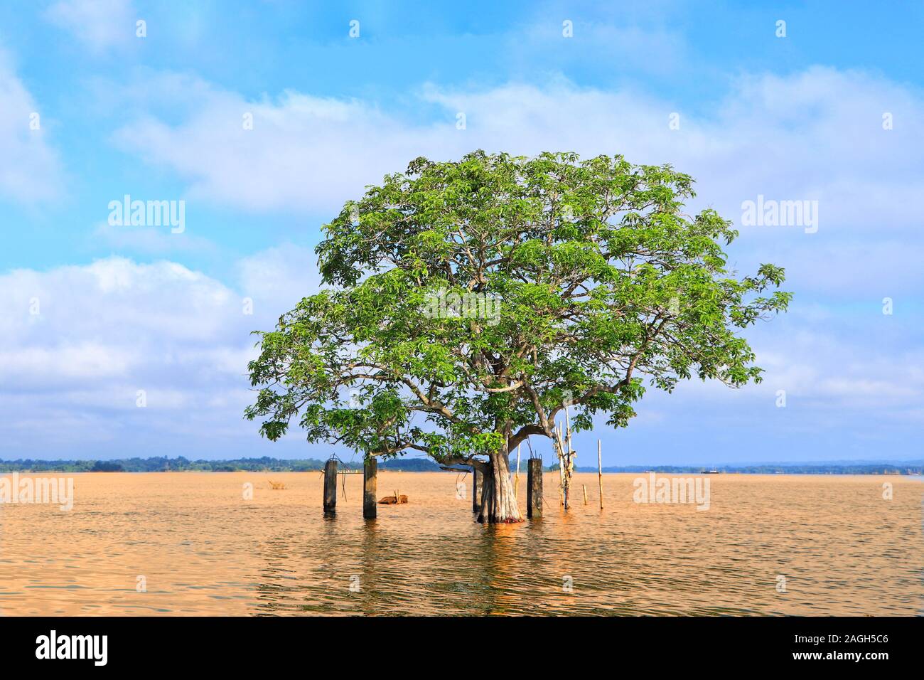 Landscape (Tree and River Stock Photo - Alamy