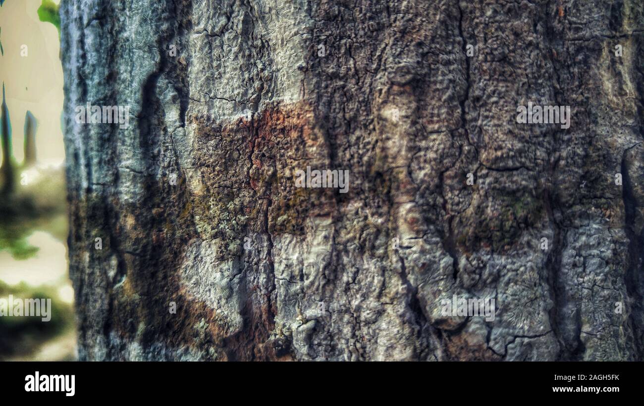 Closeup shot of a tree trunk textures Stock Photo - Alamy