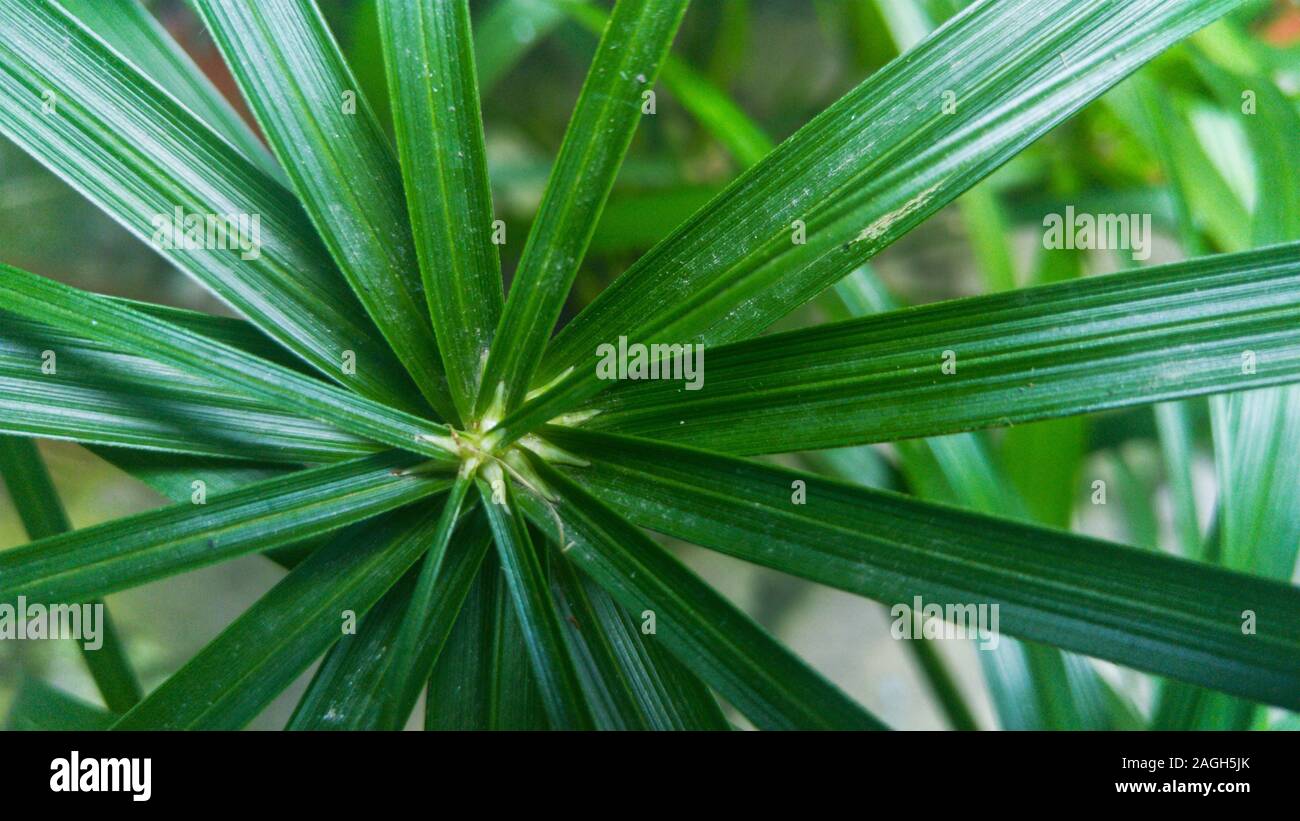 Saw palmetto herb hi-res stock photography and images - Alamy