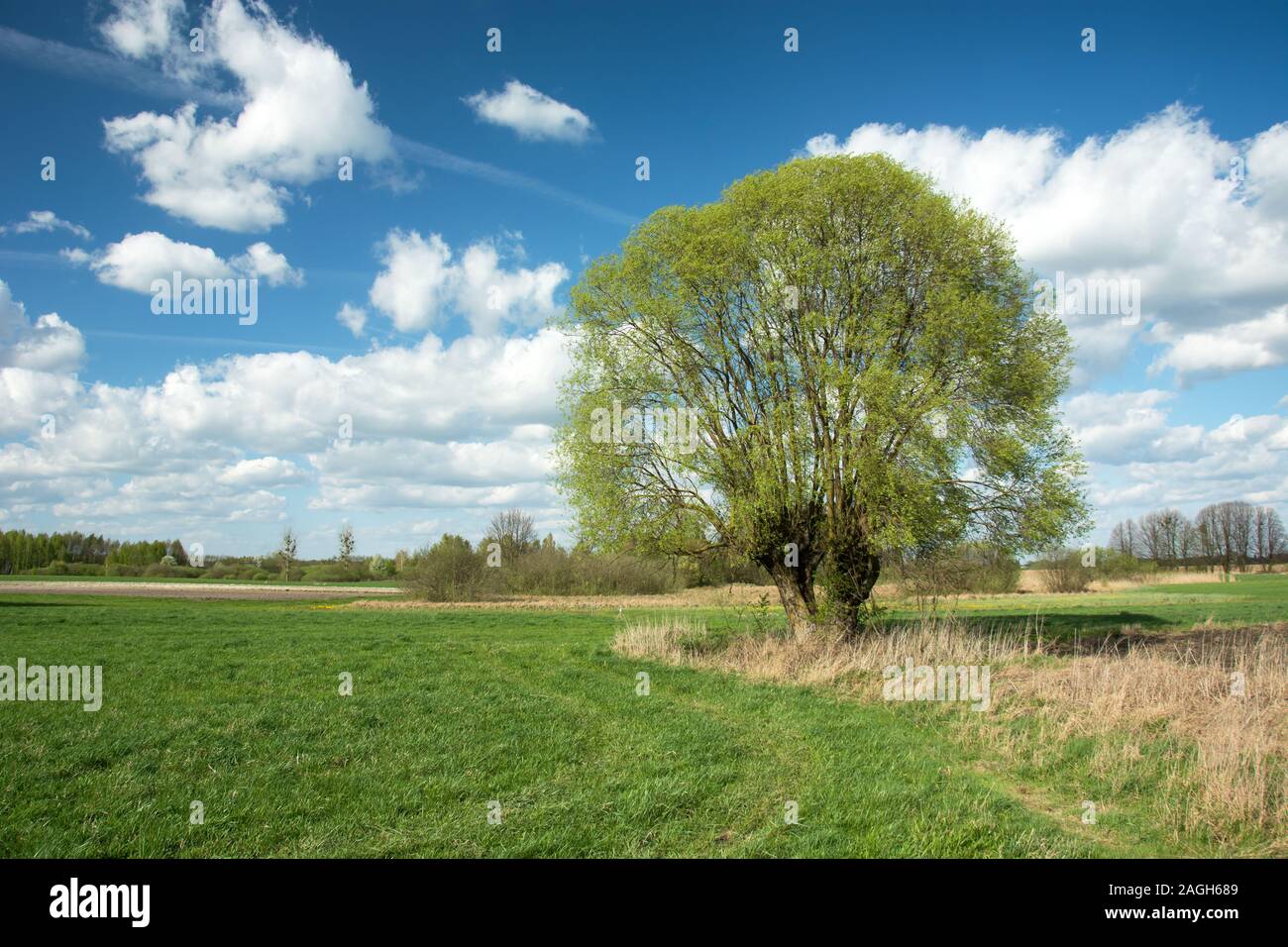 Large tall willow tree growing in a meadow and white clouds on blue sky ...