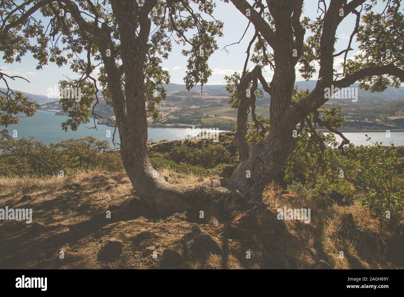 Park covered in trees and bushes surrounded by the sea with hills and ...