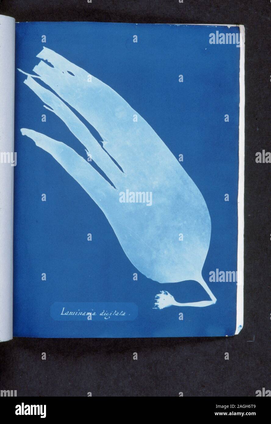 Laminaria digitata.; Laminaria digitata Stock Photo - Alamy