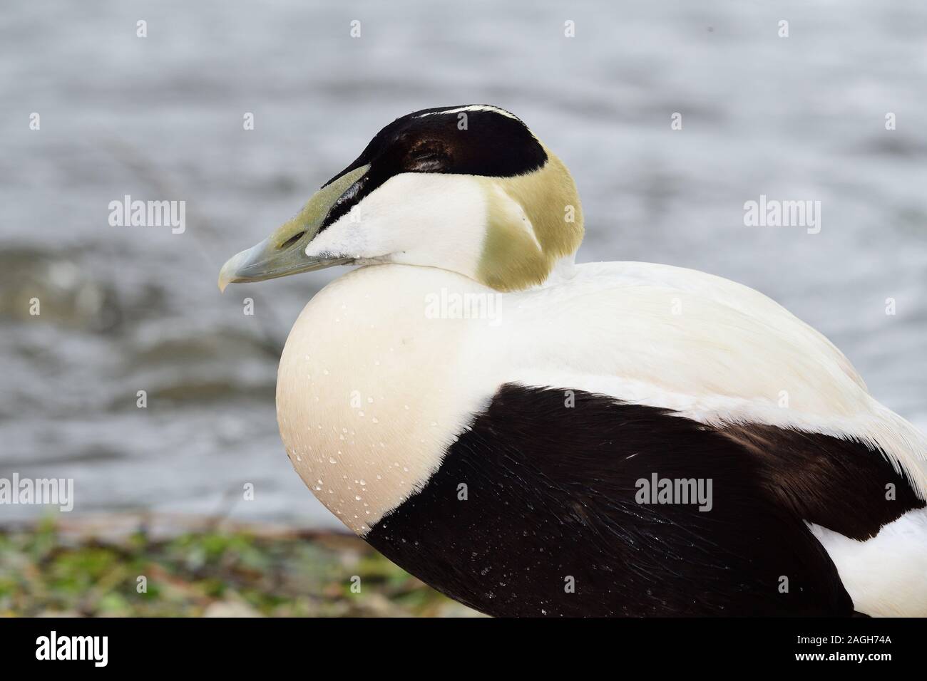 Side view of a male eider duck (somateria mollissima) standing by the ...