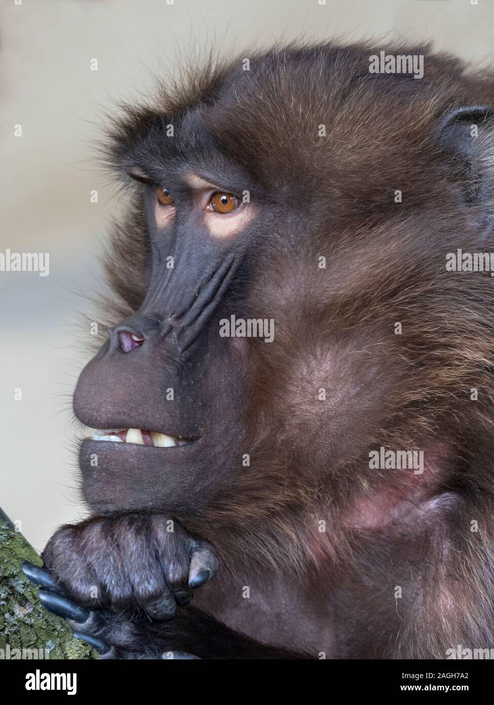 Ethiopia gelada baboons hi-res stock photography and images - Alamy