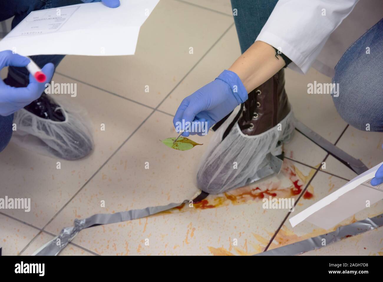 Forensic technicians taking DNA sample from blood stain with cotton ...