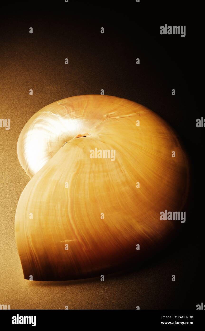 Nautilus shell close up hi-res stock photography and images - Alamy