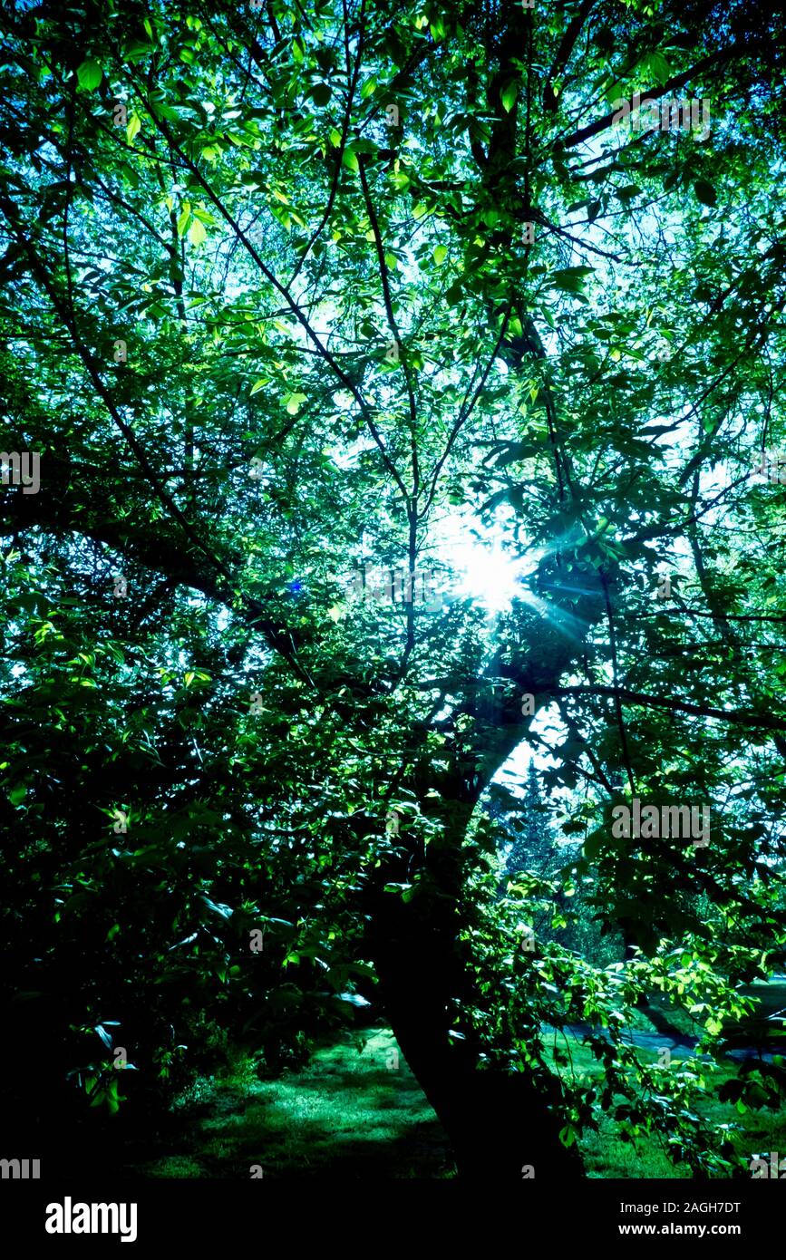 summer sun behind trees Stock Photo - Alamy