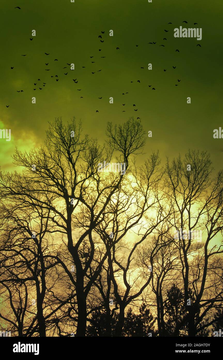 Flock of birds of trees hi-res stock photography and images - Alamy